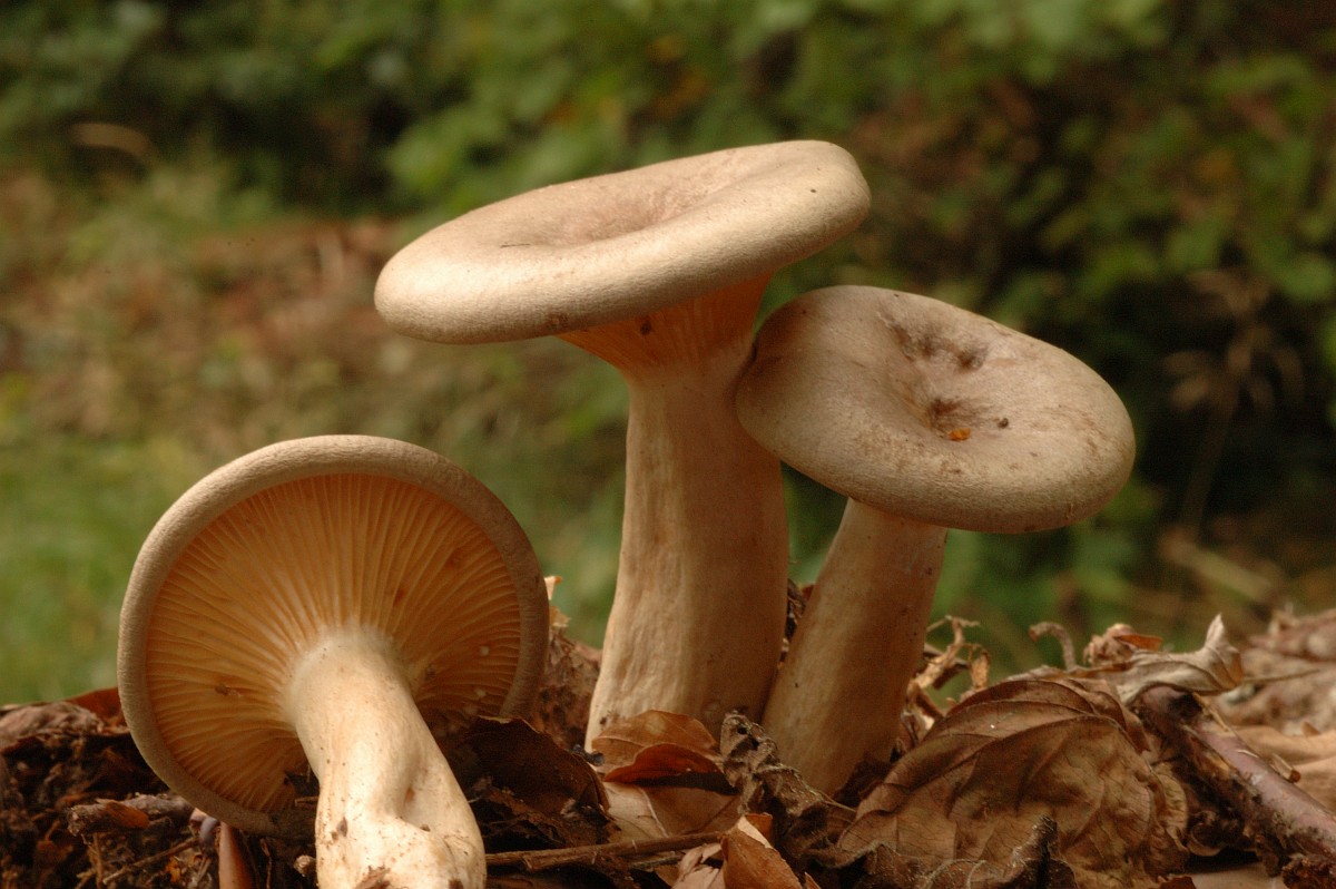Lactarius quietus, Oakbug Milkcap