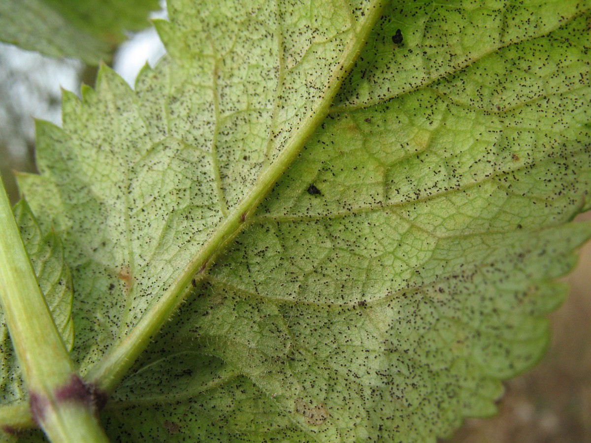 Leptosphaeria dolionum