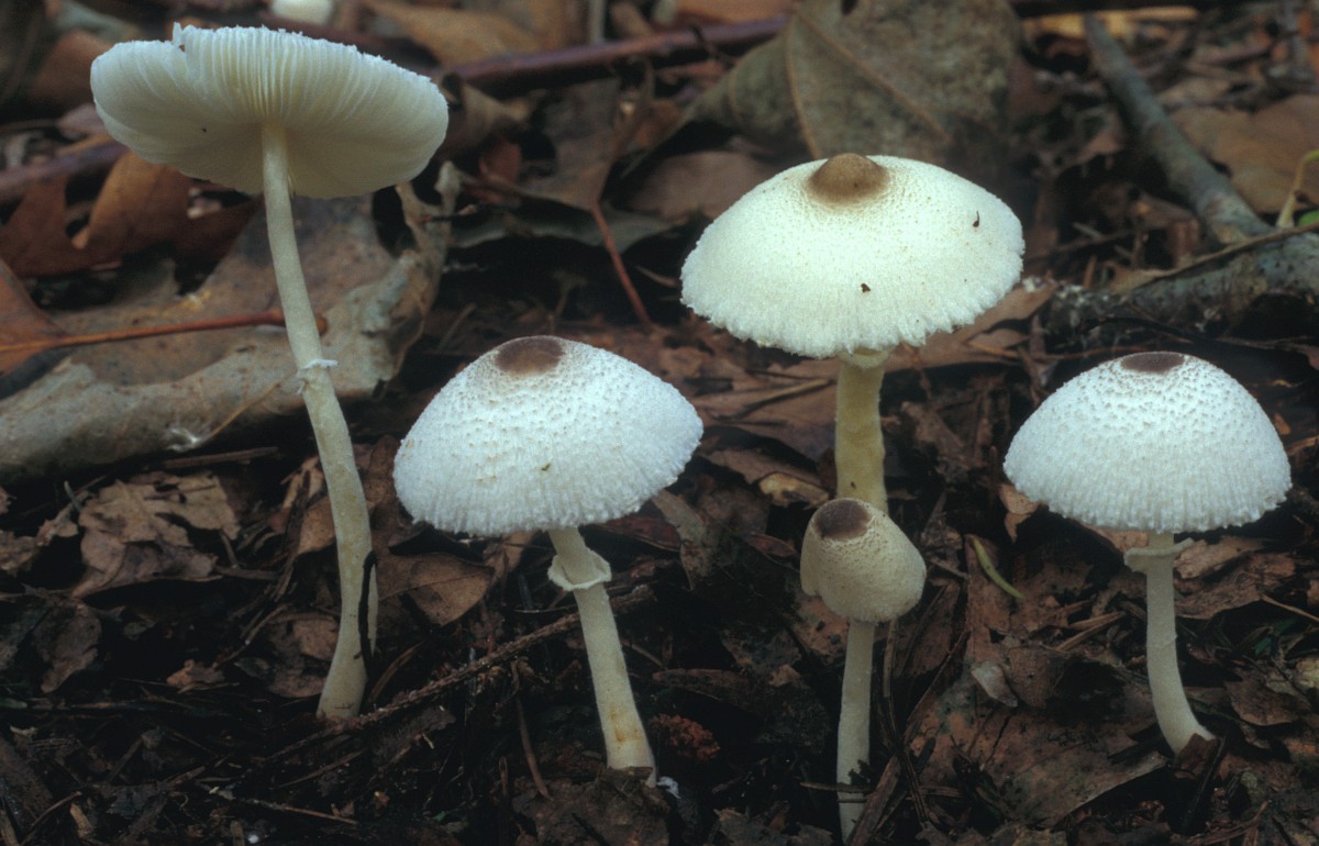 Leucocoprinus brebissonii, Skullcap Dapperling