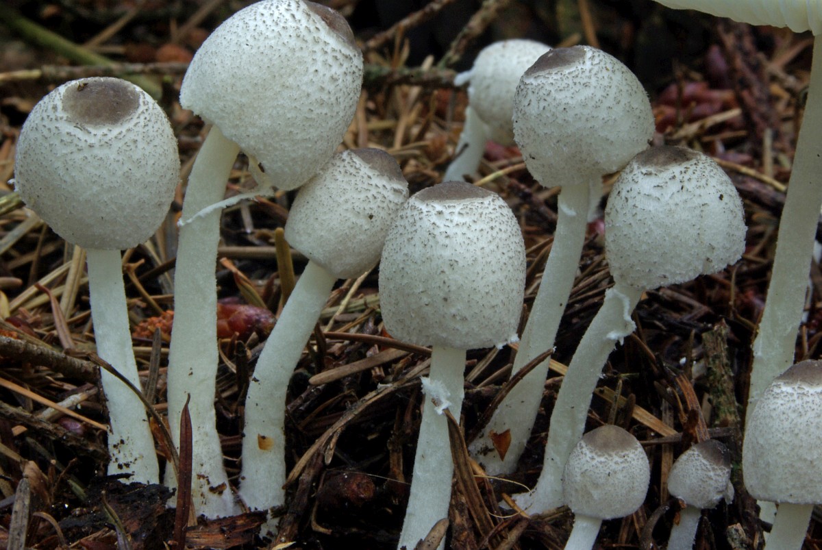 Leucocoprinus brebissonii, Skullcap Dapperling