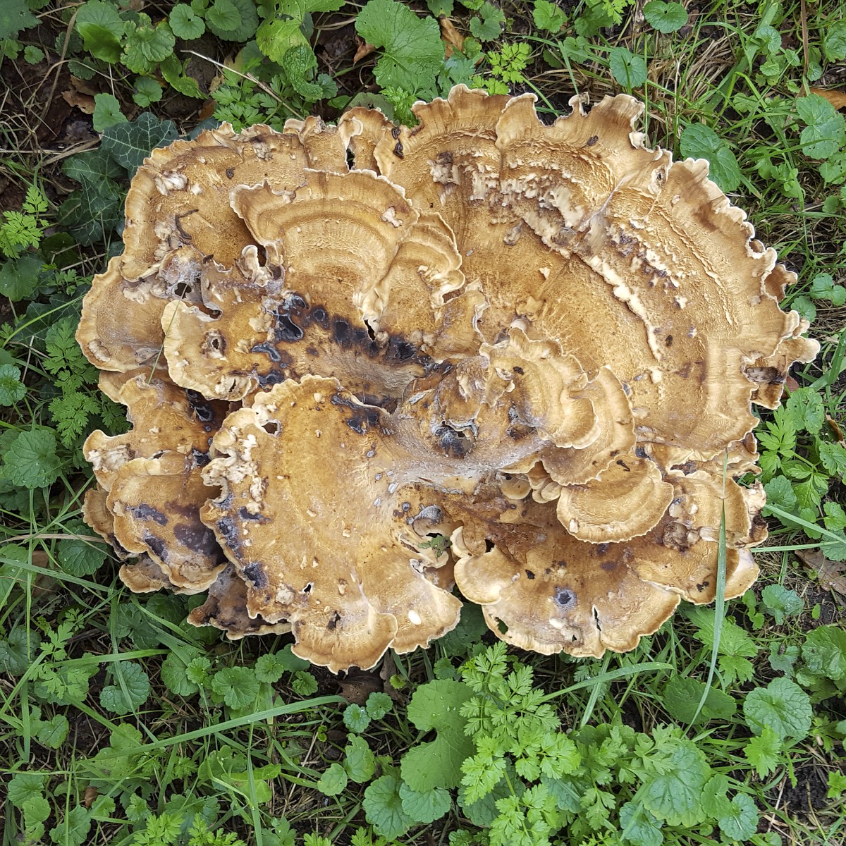 Meripilus giganteus, Giant Polypore
