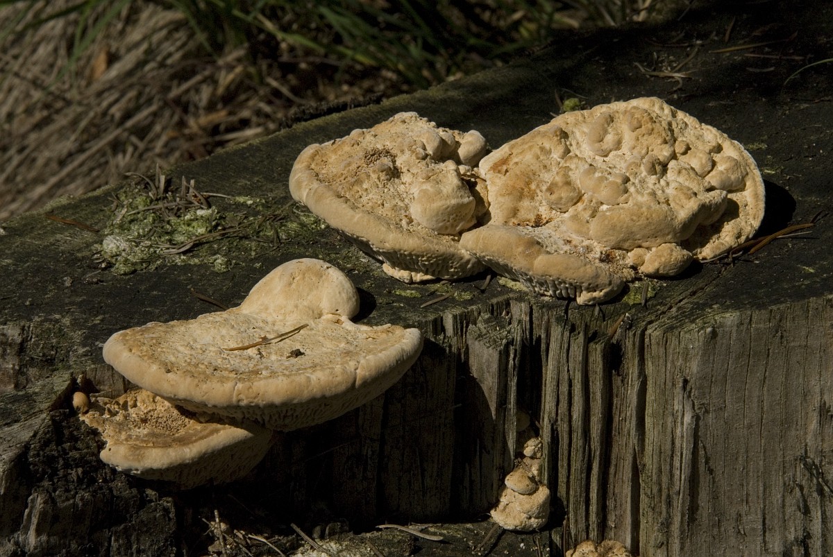 Meripilus giganteus, Giant Polypore