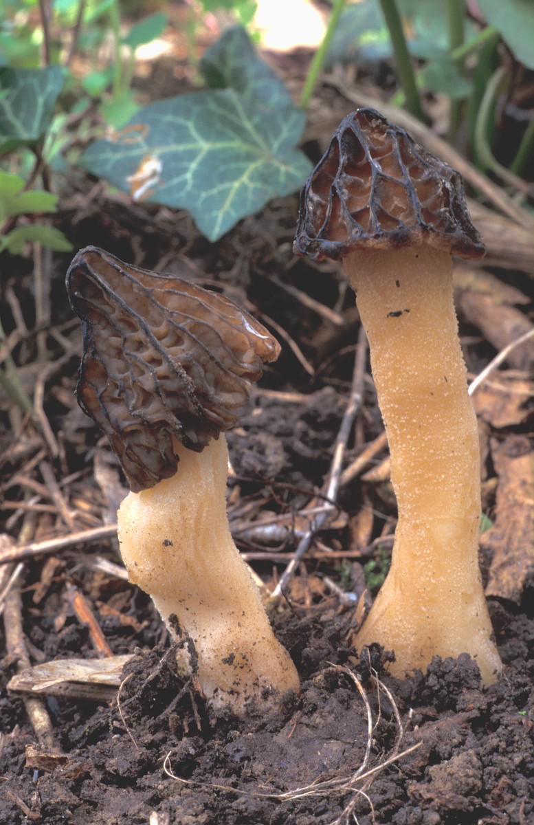 Morchella semilibera, Half Free Morel