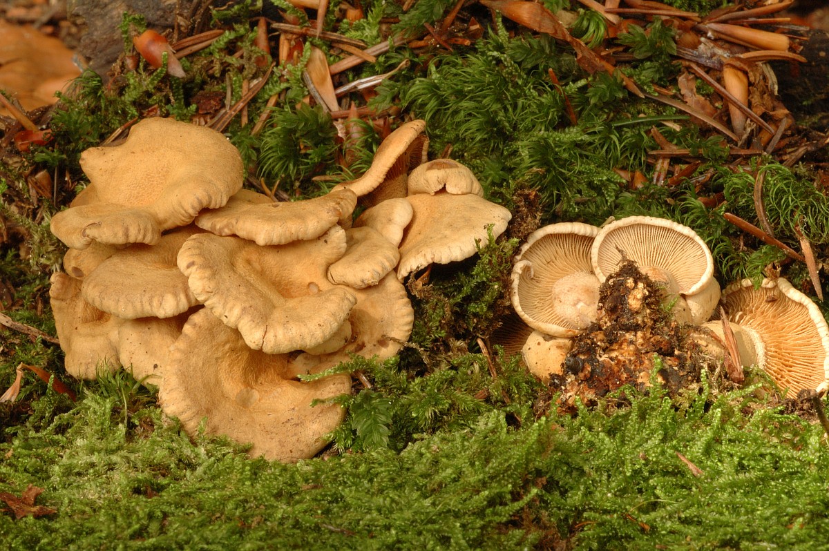 Panellus stipticus, Bitter Oysterling