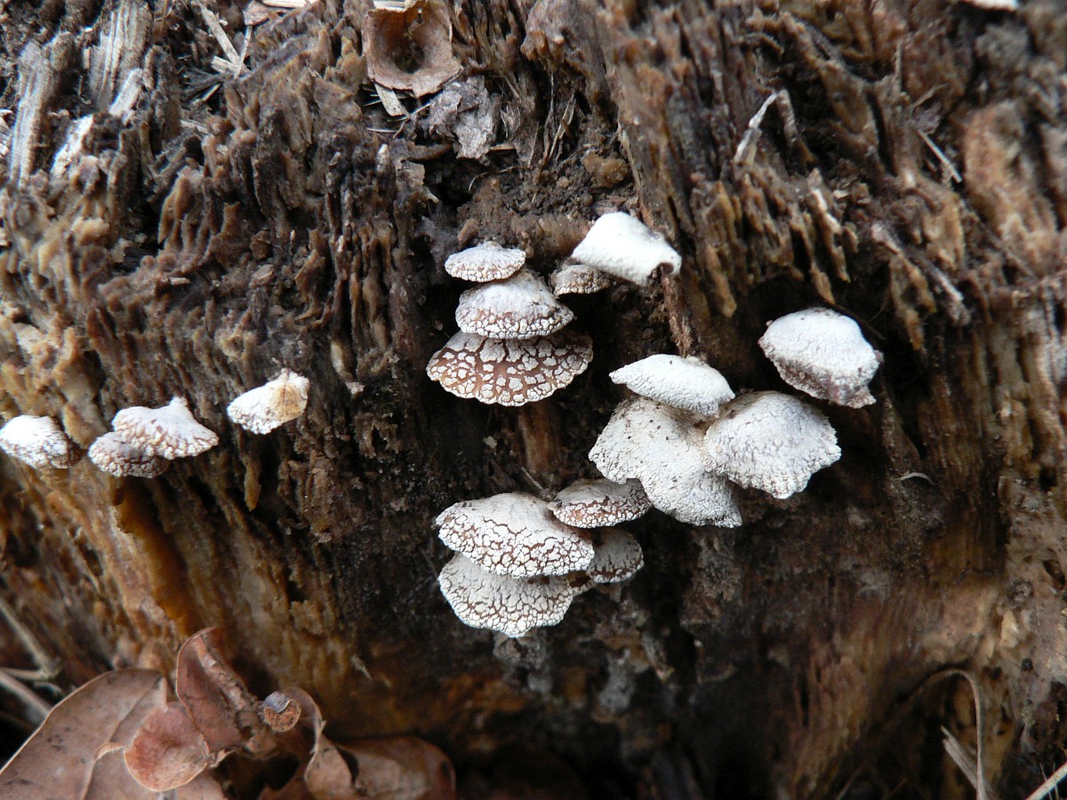 Panellus stipticus, Bitter Oysterling