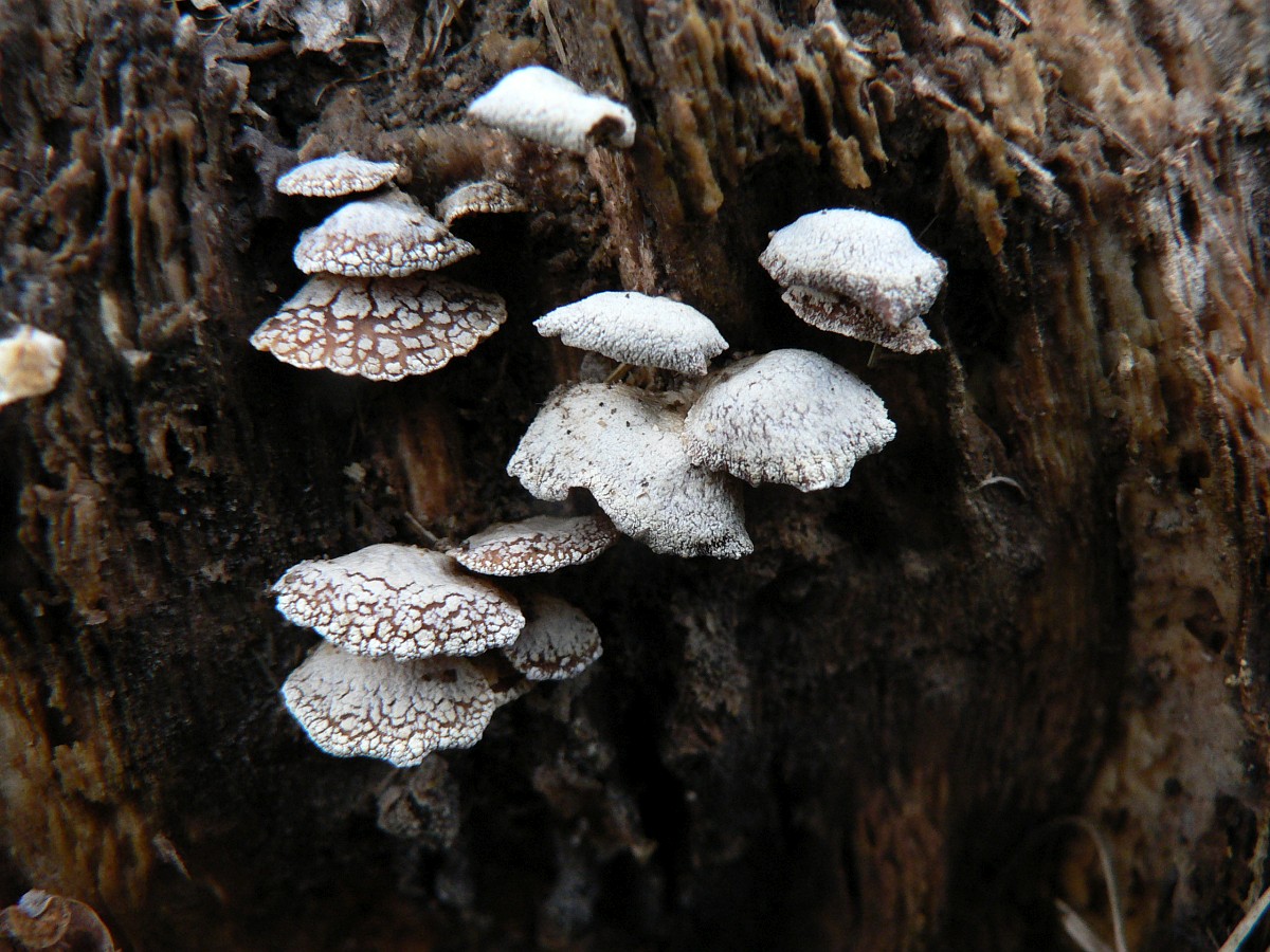 Panellus stipticus, Bitter Oysterling