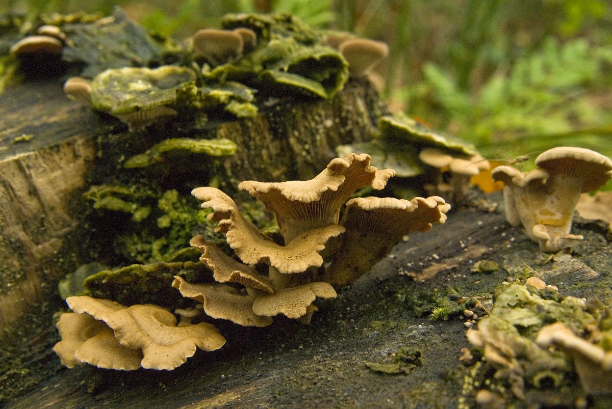 Panellus stipticus, Bitter Oysterling