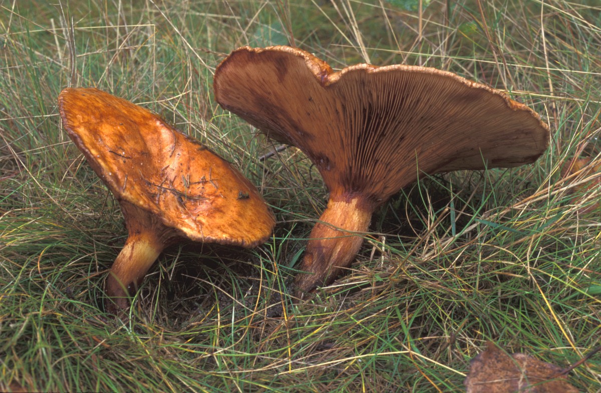 Paxillus Involutus