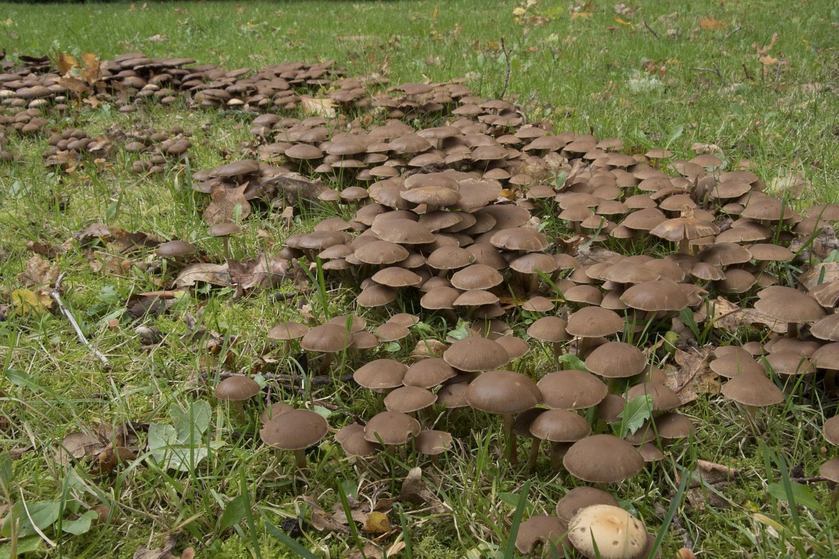 Psathyrella multipedata, Clustered Brittlestem