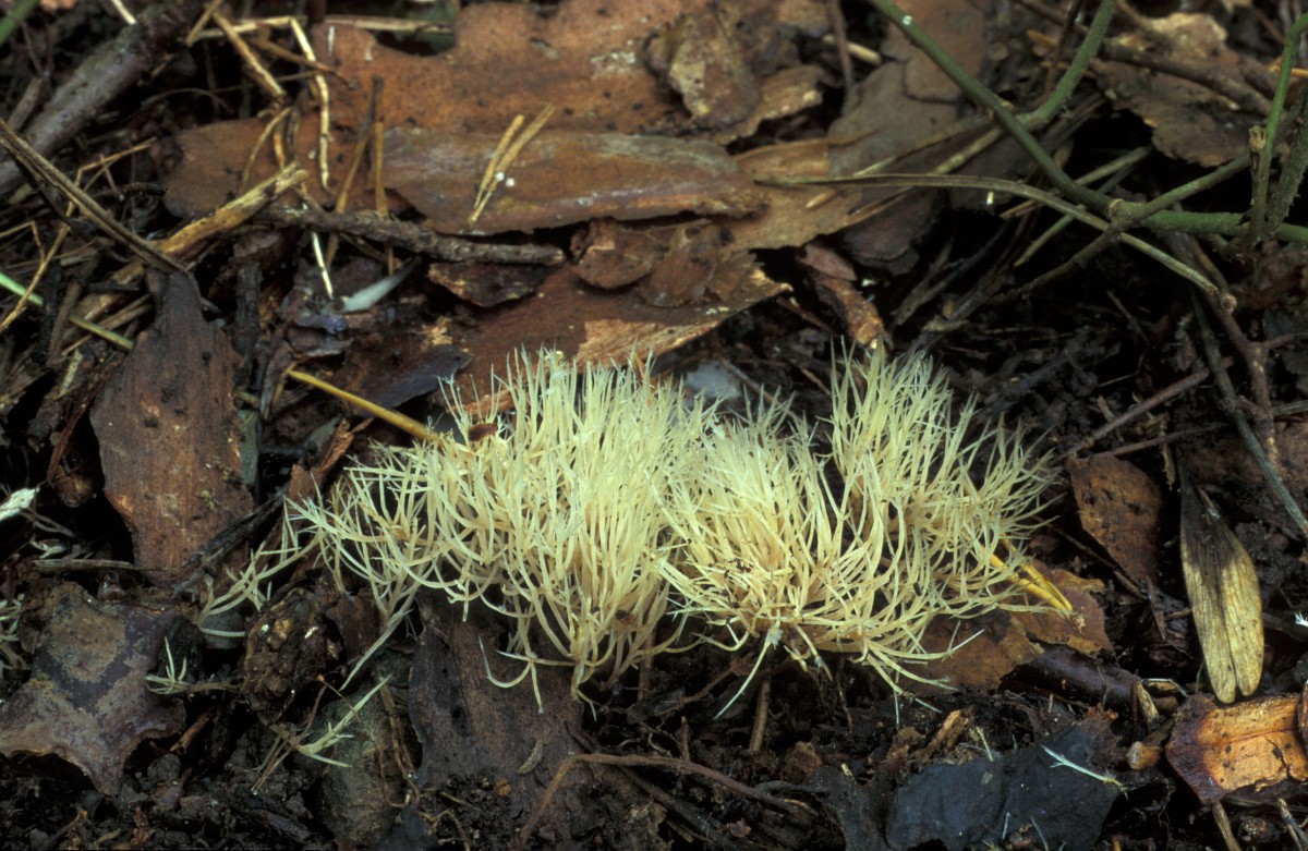 Pterula multifida