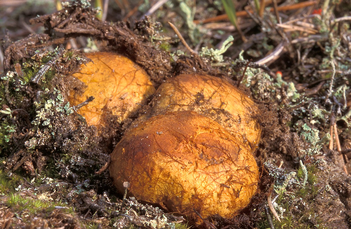 Rhizopogon luteolus, Yellow False Truffle
