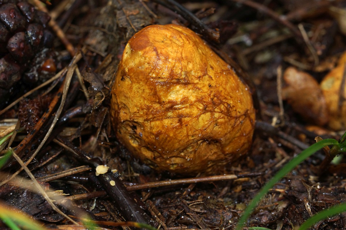 Rhizopogon luteolus, Yellow False Truffle