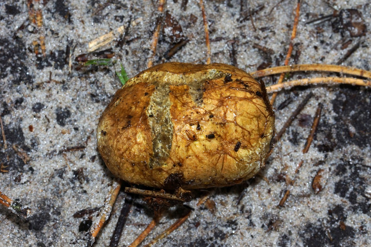 Rhizopogon luteolus, Yellow False Truffle