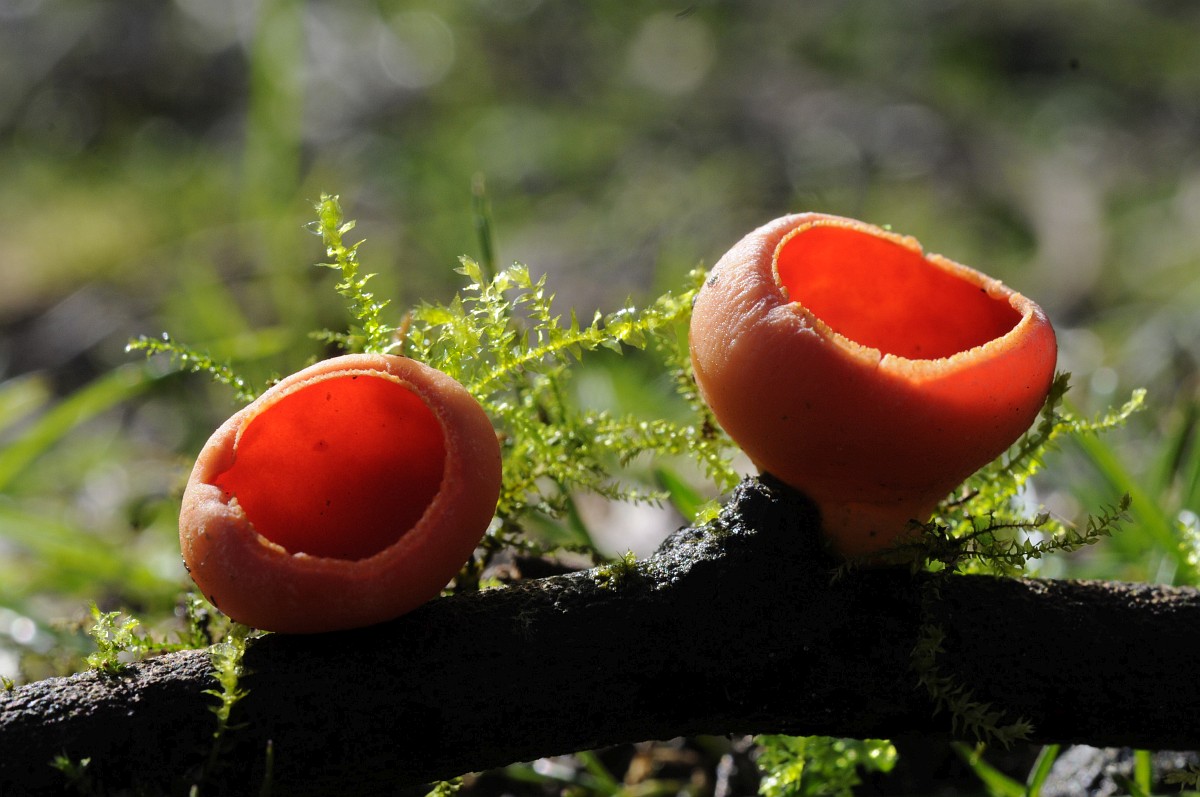 Sarcoscypha coccinea, Scarlet Elfcup
