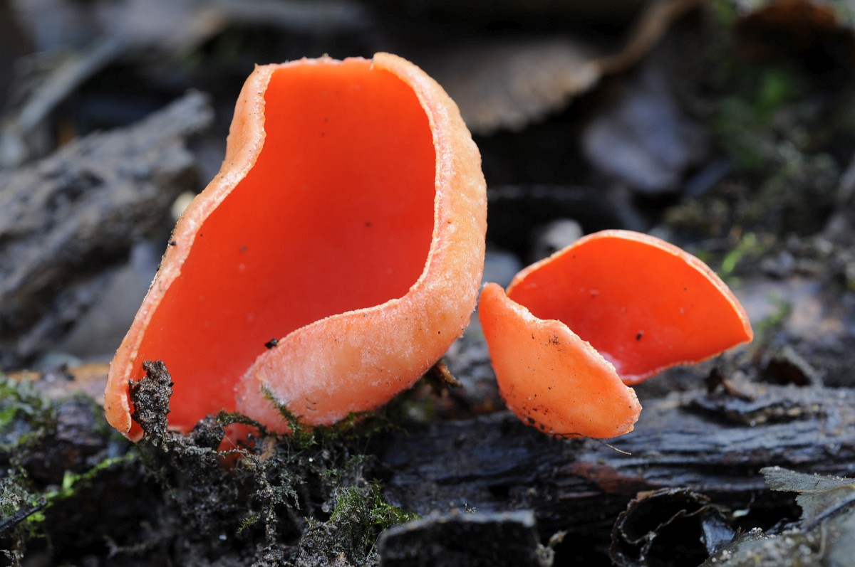 Sarcoscypha coccinea, Scarlet Elfcup