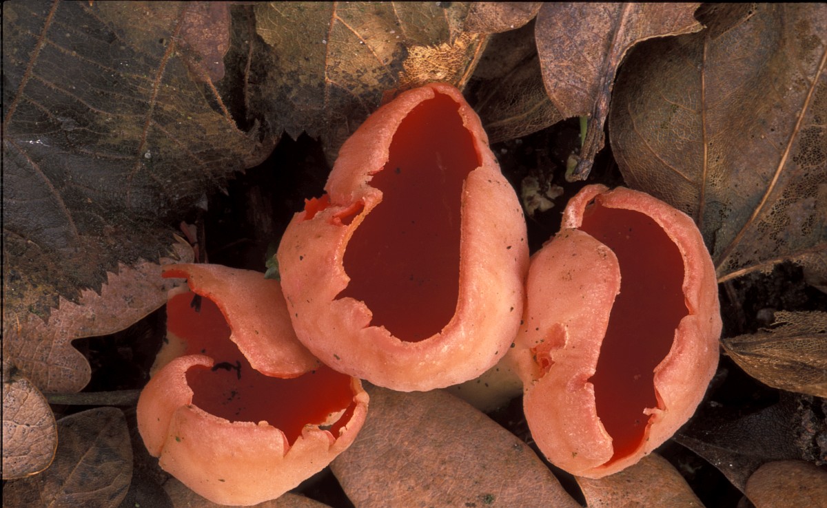 Sarcoscypha coccinea, Scarlet Elfcup
