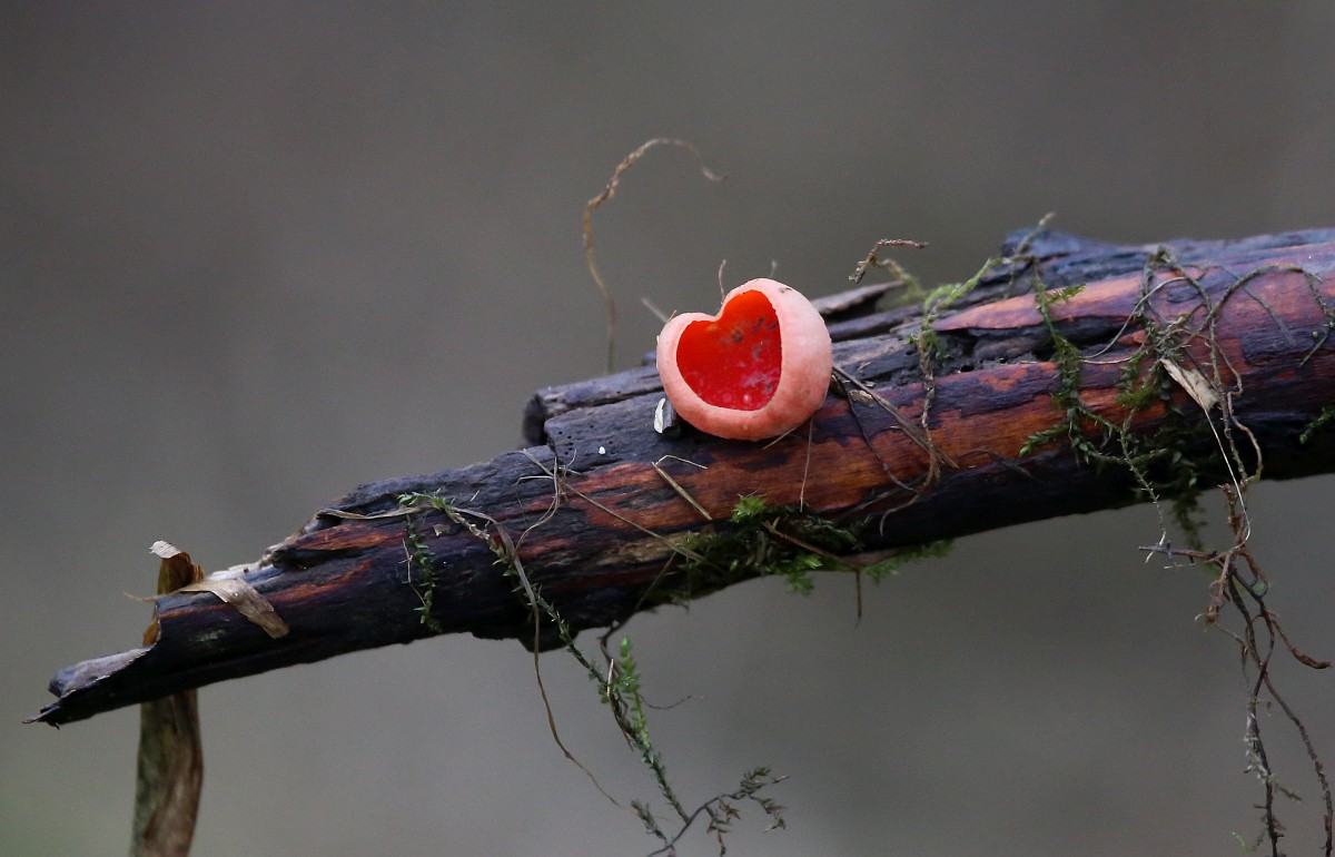 Sarcoscypha coccinea, Scarlet Elfcup