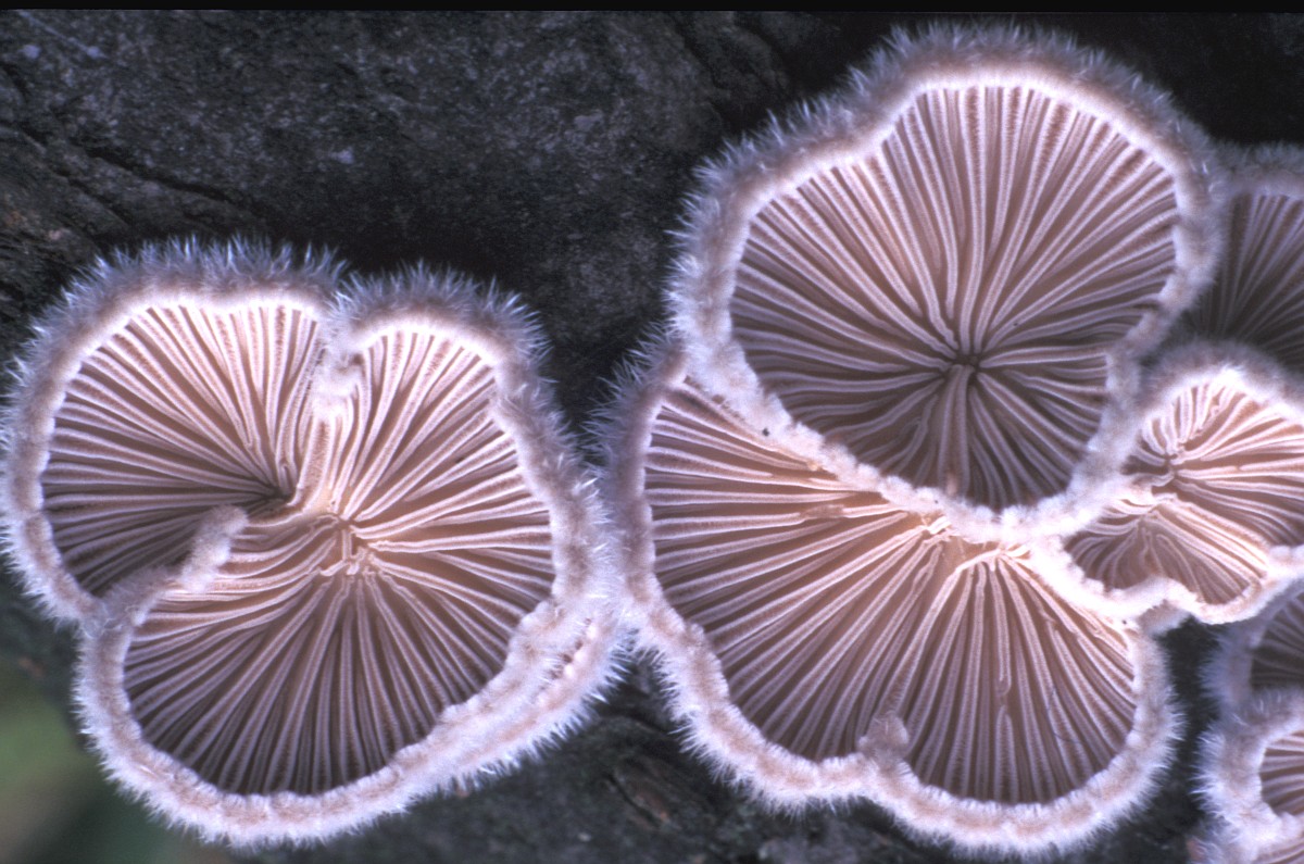 Schizophyllum commune, Split-gill Fungus