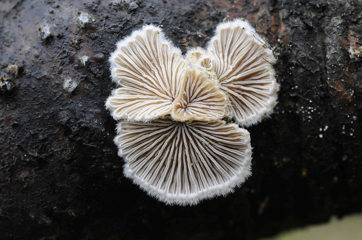 Schizophyllum commune, Split-gill Fungus