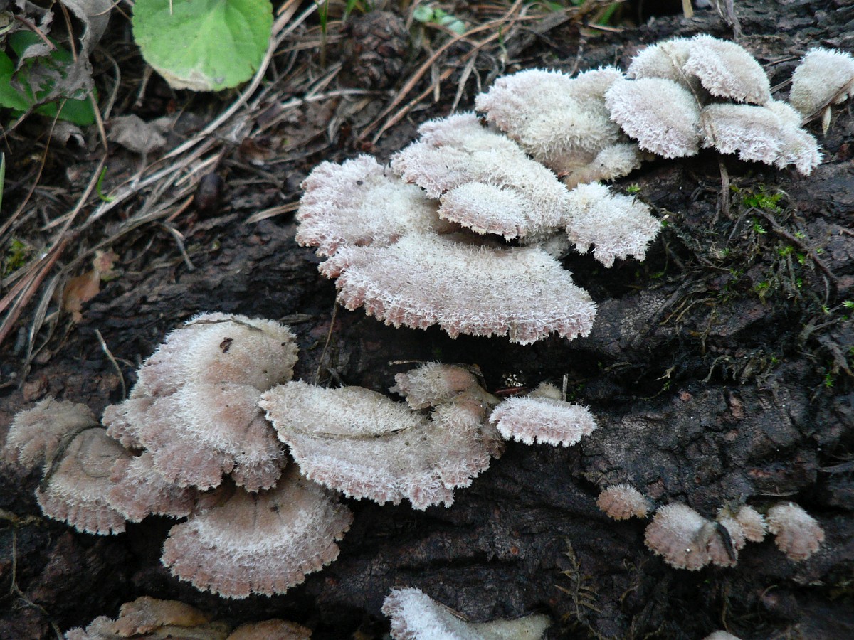 Schizophyllum commune, Split-gill Fungus