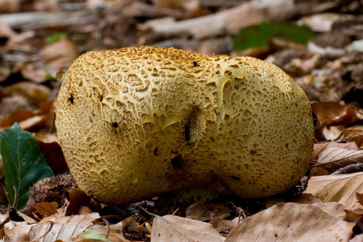 Scleroderma citrinum, Common Earthball