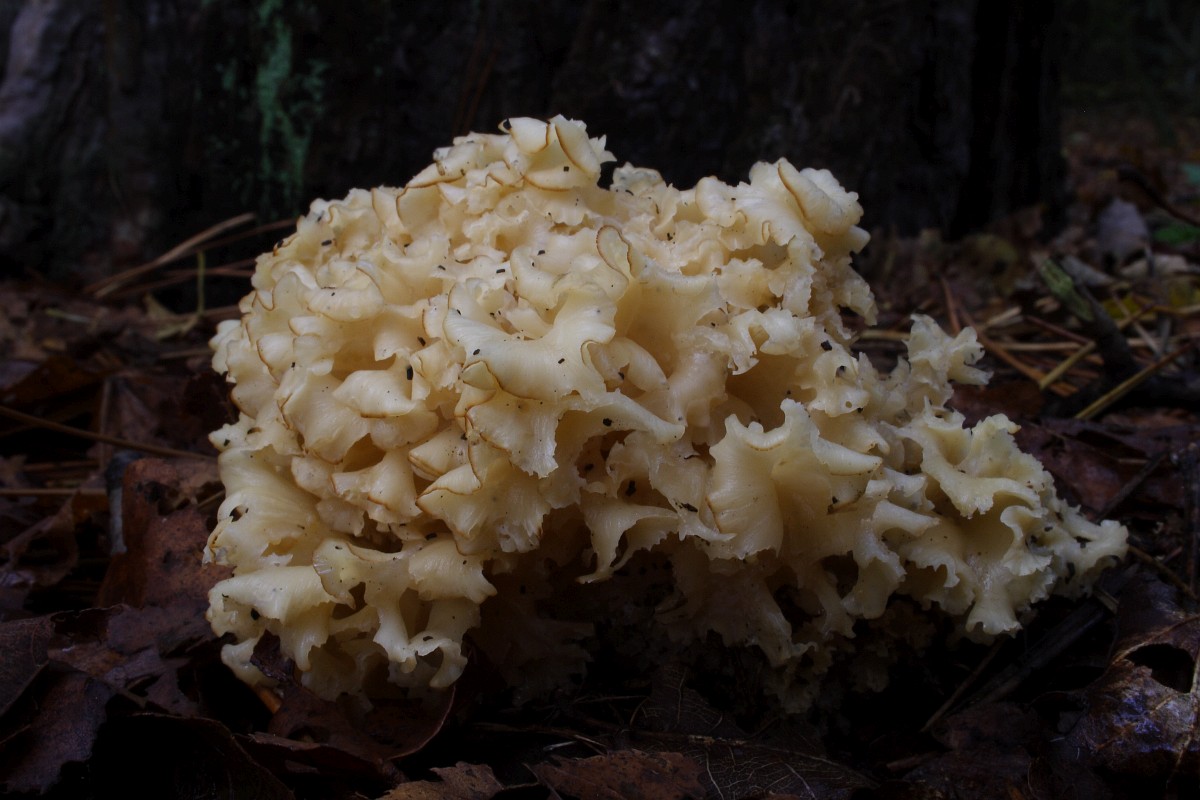 Sparassis crispa, Wood Cauliflower