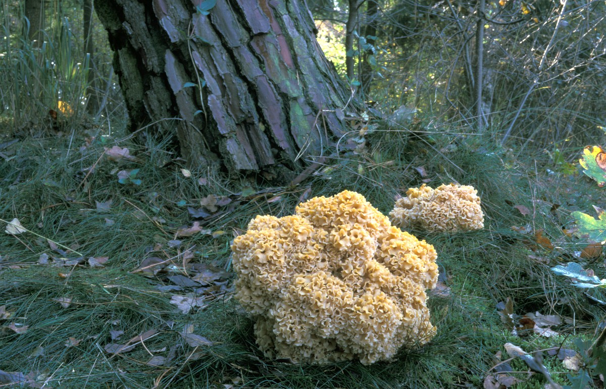 Sparassis crispa, Wood Cauliflower