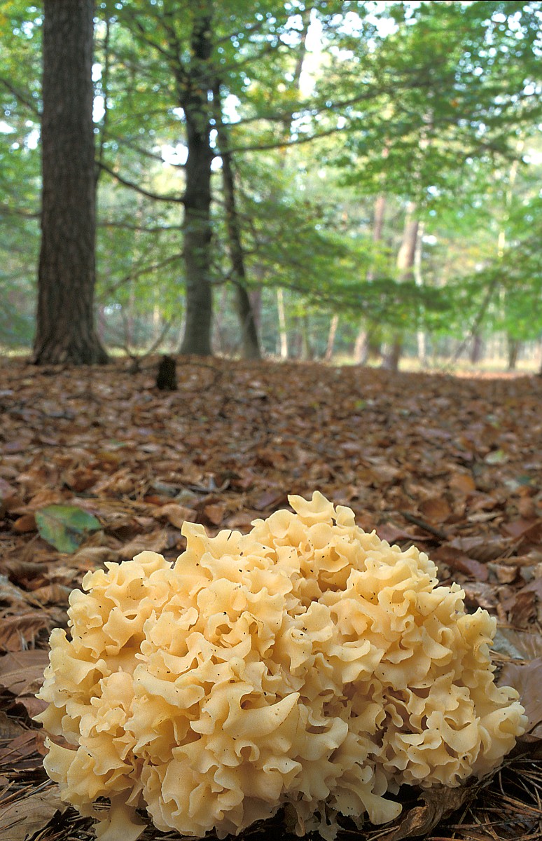 Sparassis crispa, Wood Cauliflower