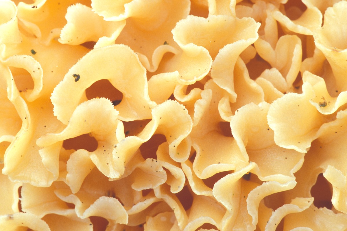 Sparassis crispa, Wood Cauliflower