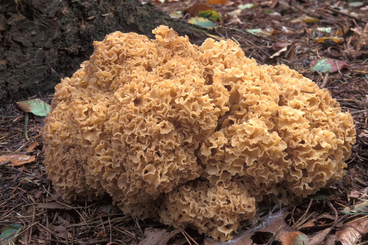 Sparassis crispa, Wood Cauliflower