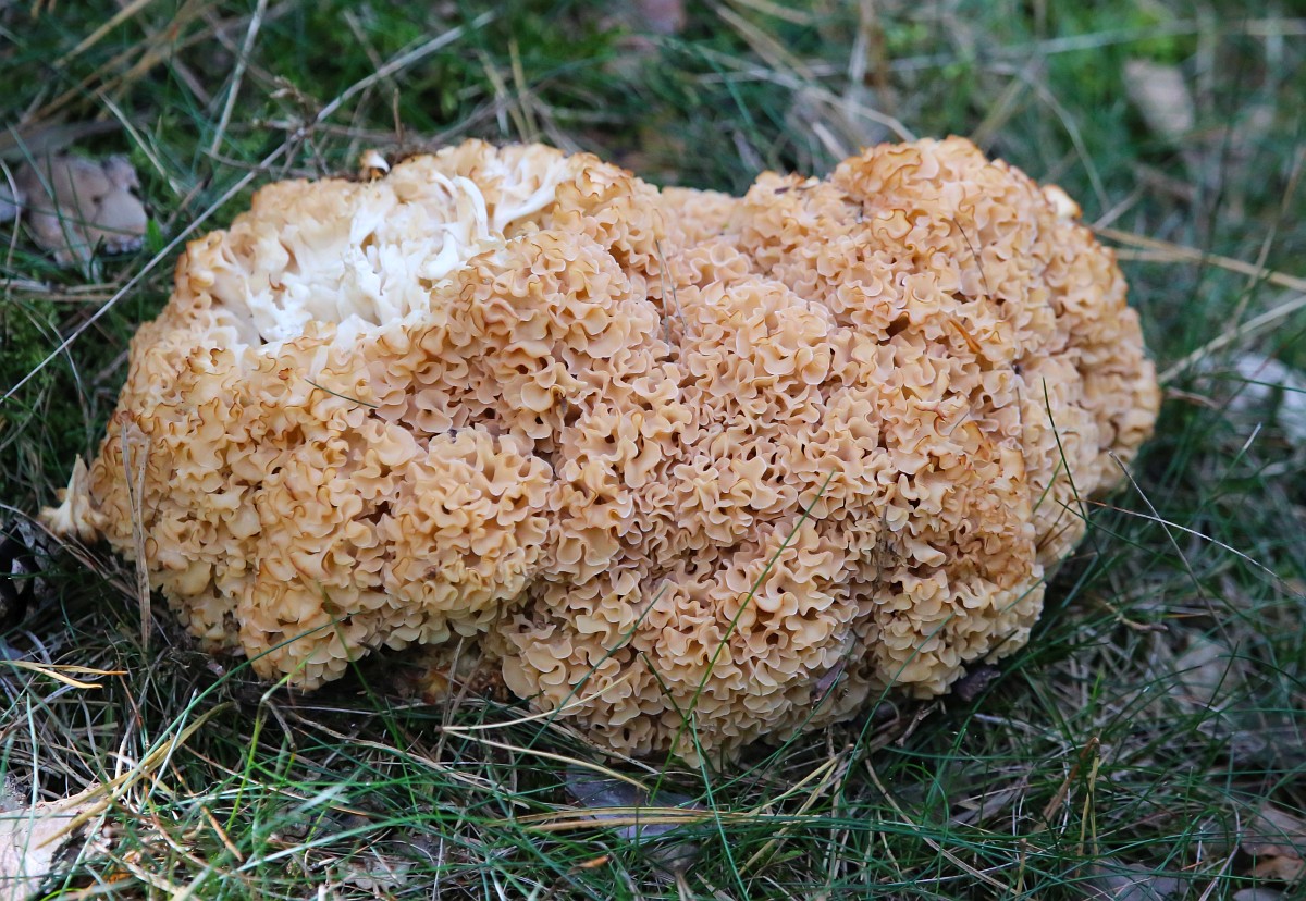 Sparassis crispa, Wood Cauliflower