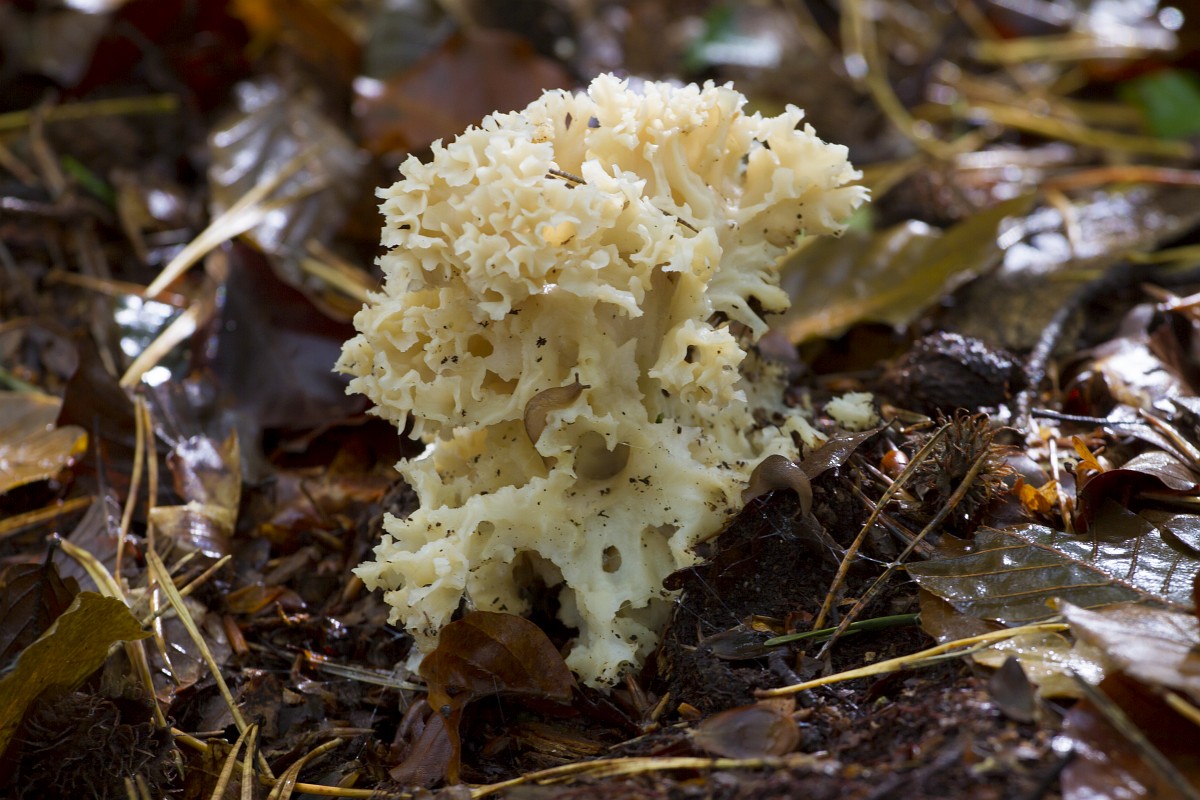 Sparassis crispa, Wood Cauliflower
