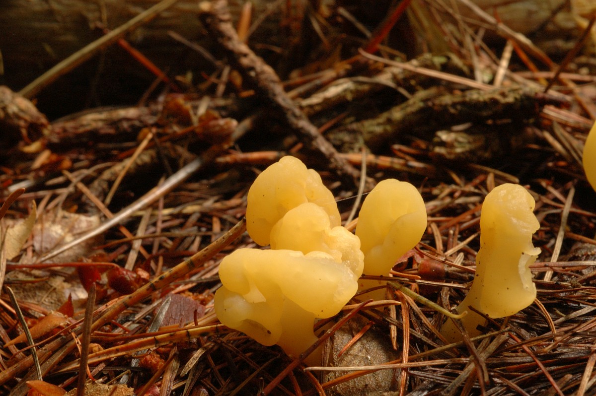 Spathularia flavida, Yellow Fan