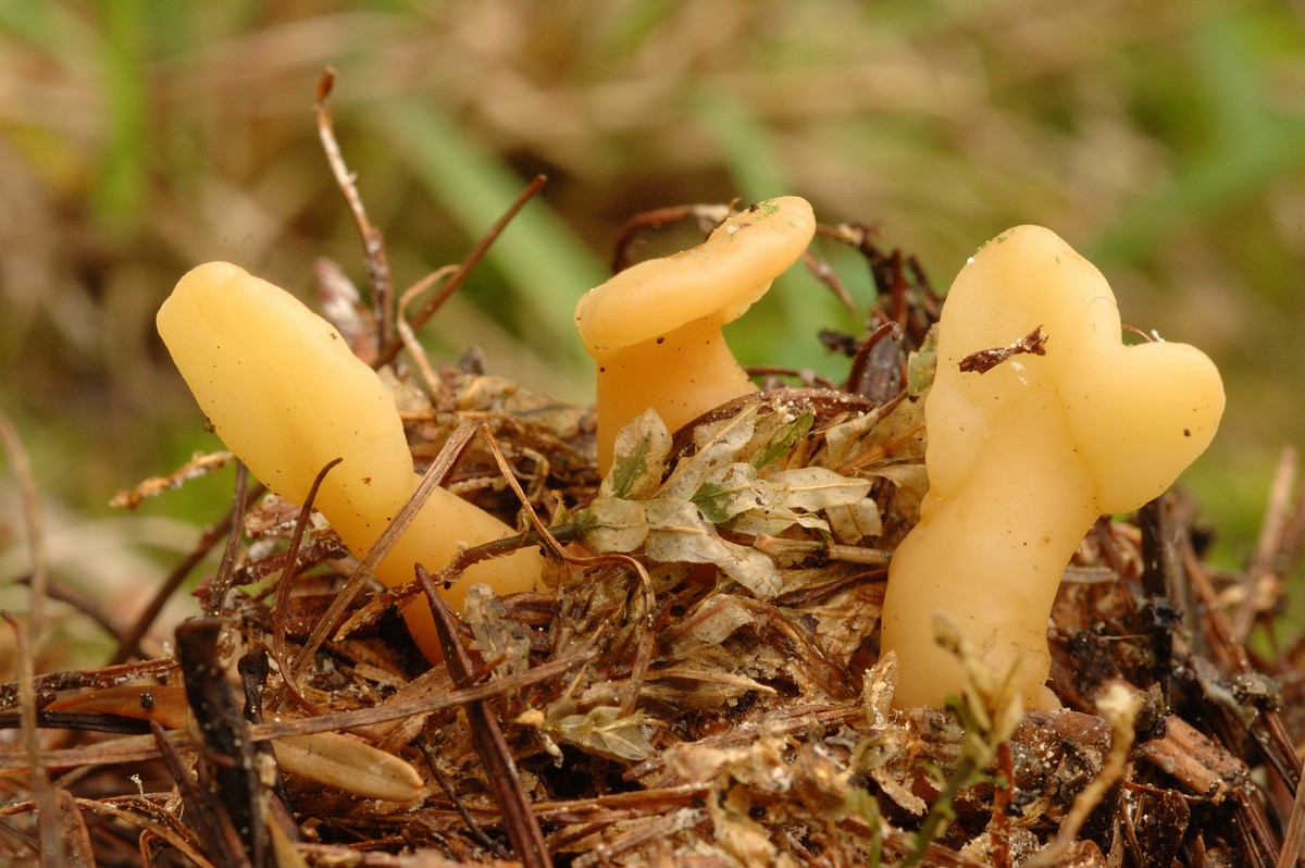 Spathularia flavida, Yellow Fan