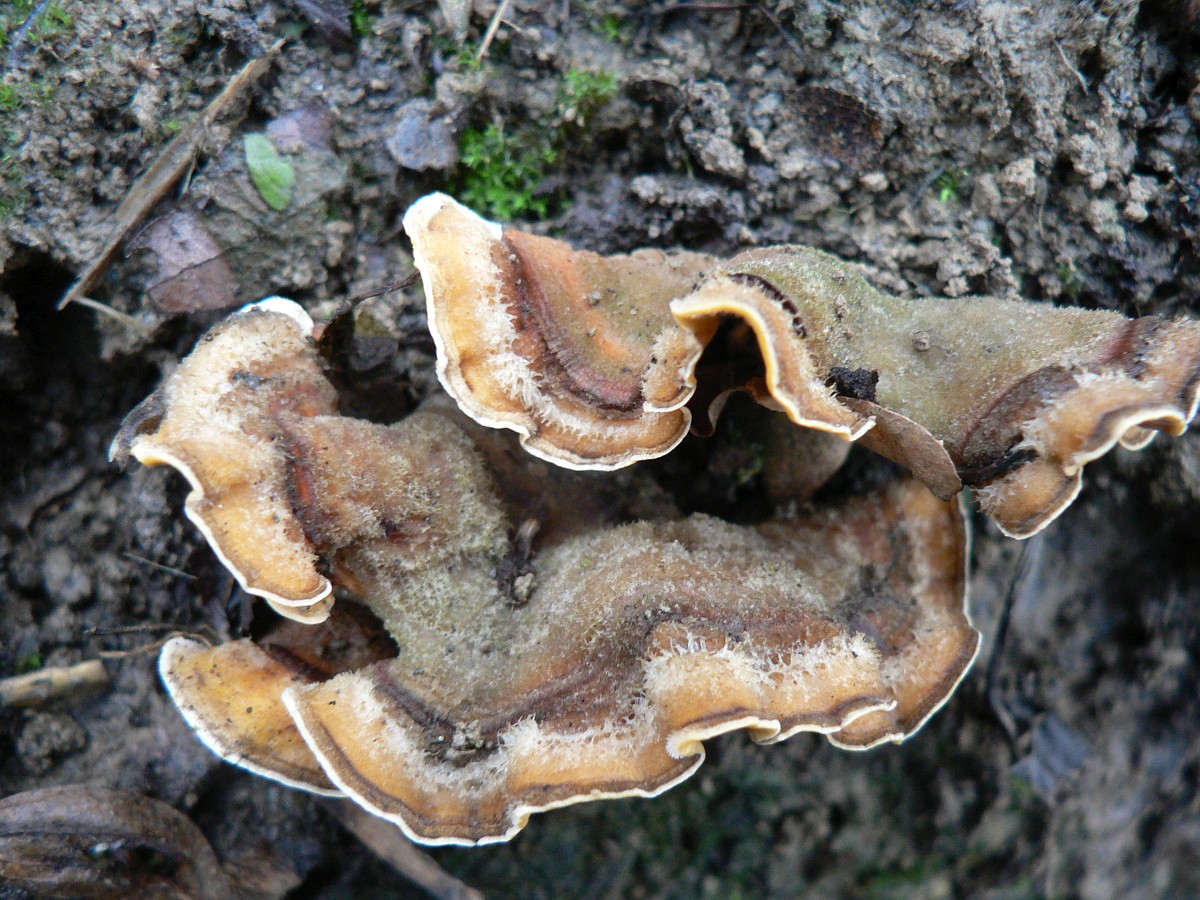 Stereum hirsutum, Hairy Stereum