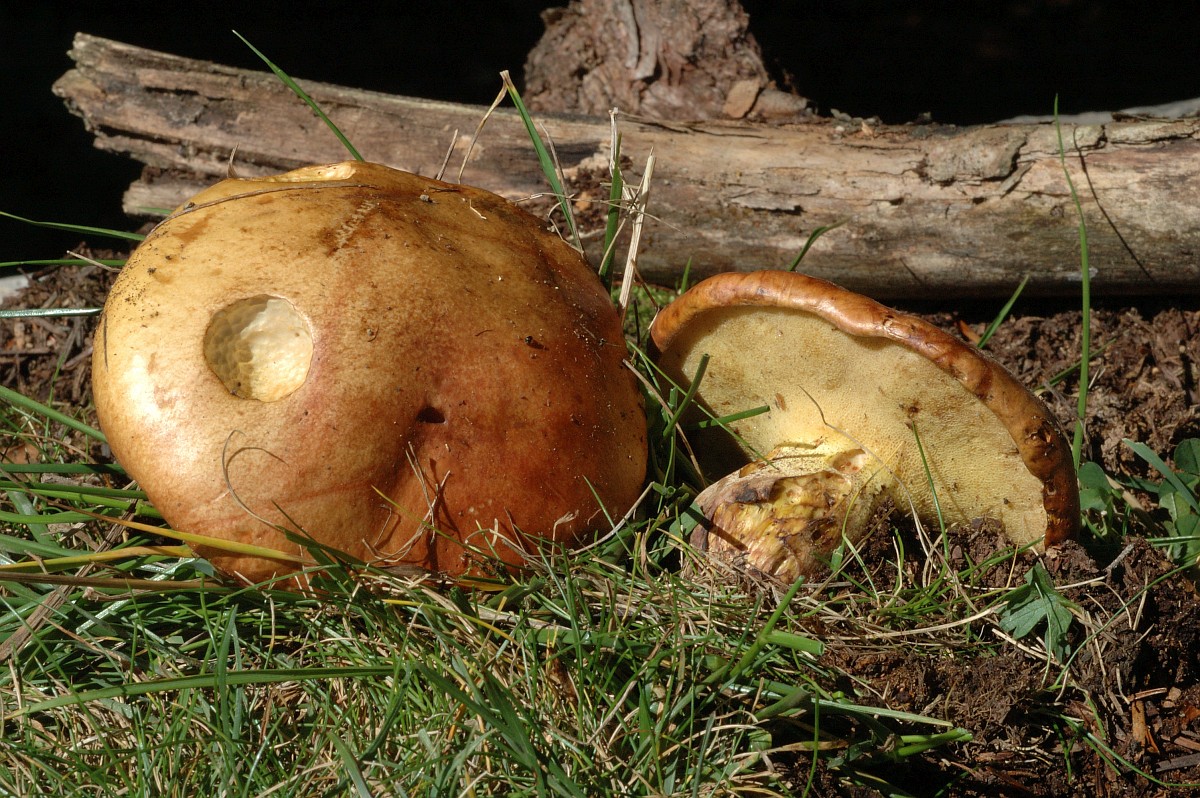 Suillus bovinus, Bovine Bolete