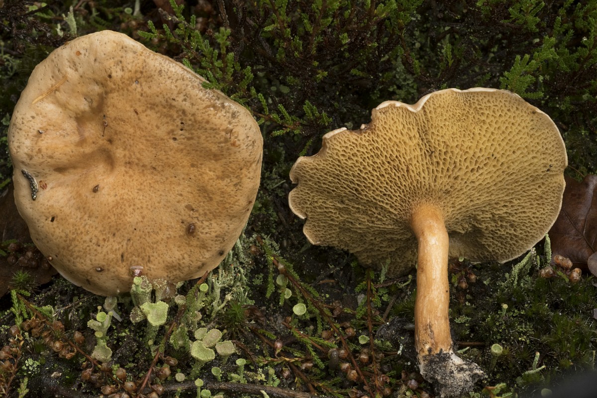 Suillus bovinus, Bovine Bolete