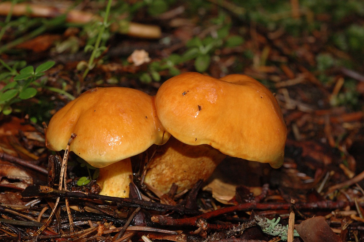 Suillus grevillei, Larch Bolete
