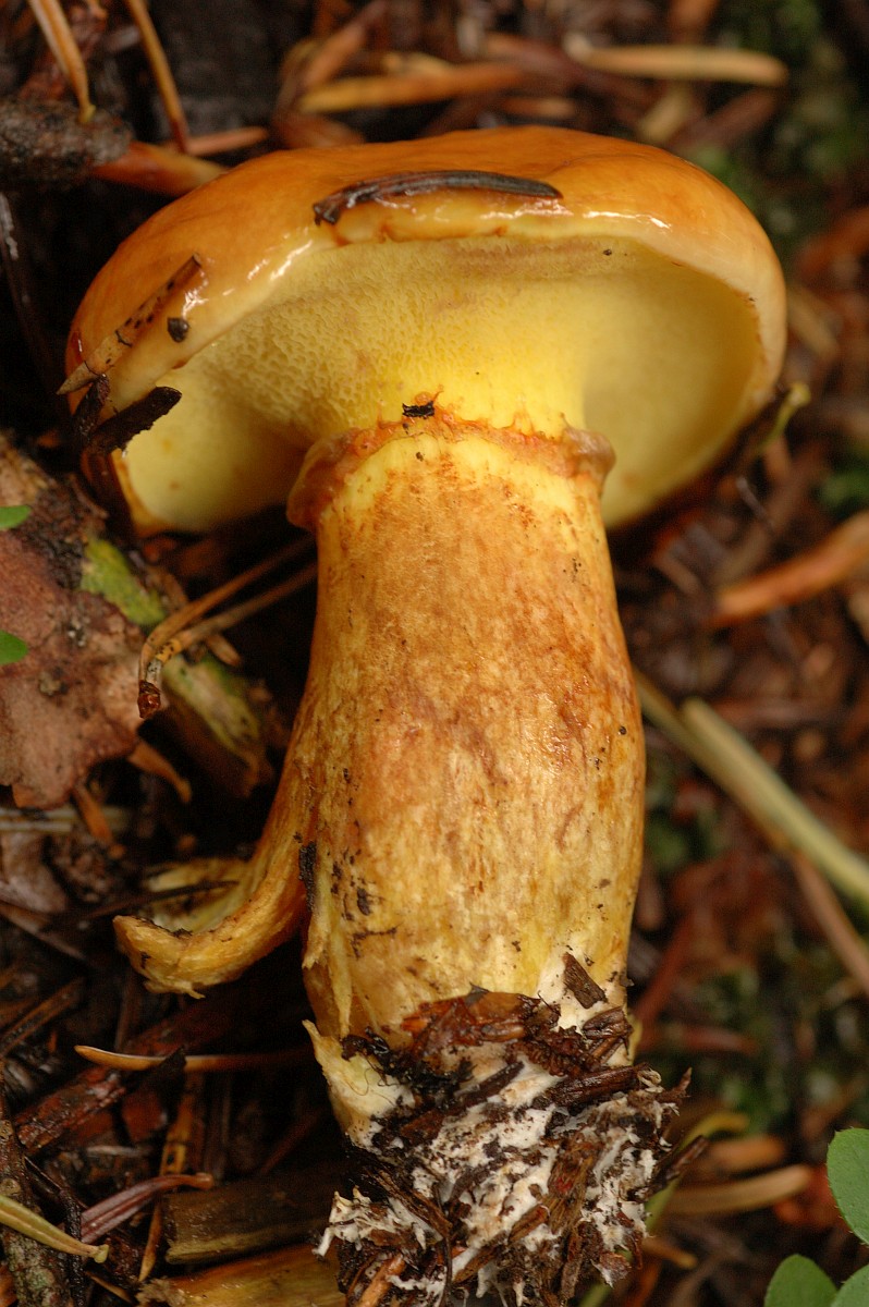 Suillus grevillei, Larch Bolete