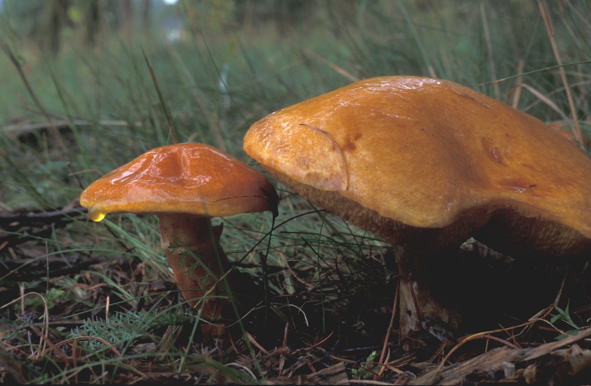 Suillus grevillei, Larch Bolete