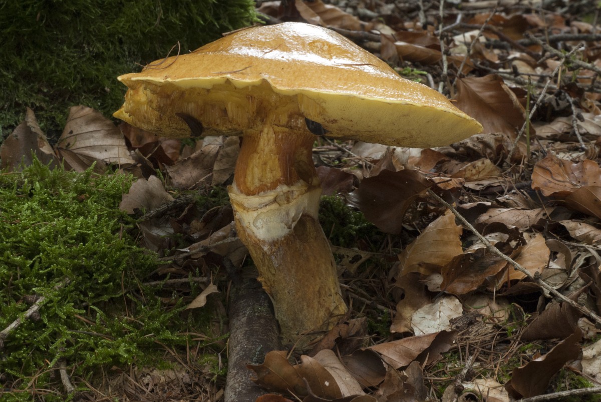 Suillus grevillei, Larch Bolete