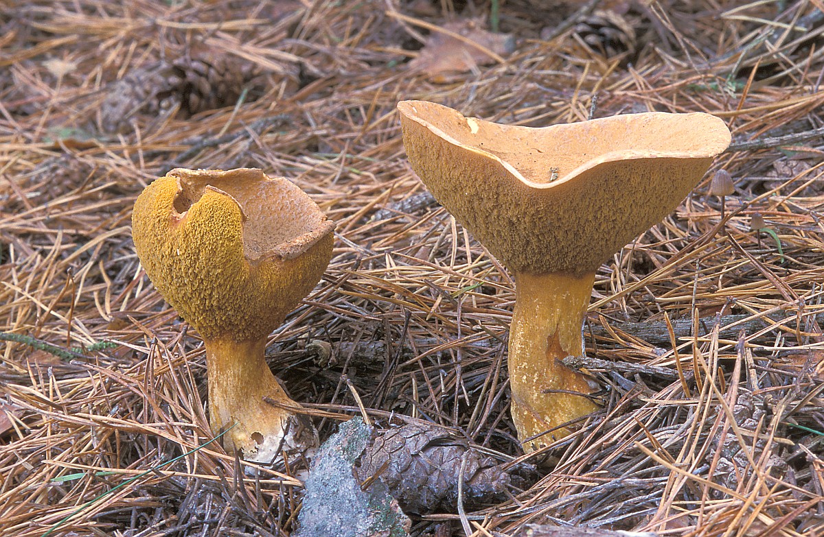 Suillus variegatus, Velvet Bolet