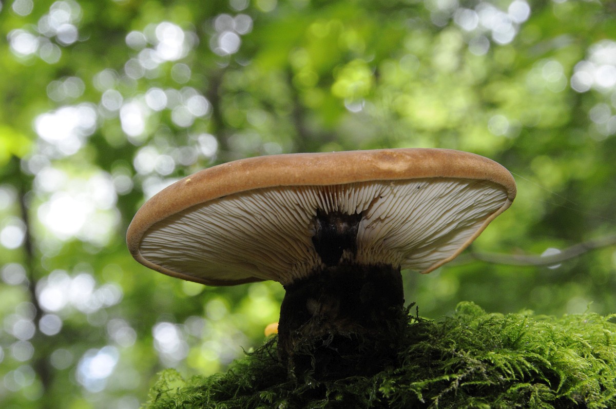 Tapinella atrotomentosa