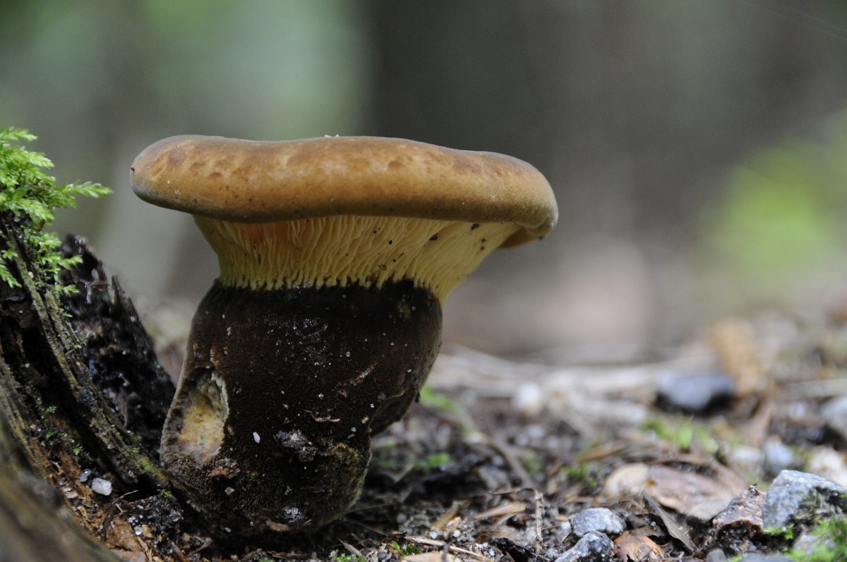 Tapinella atrotomentosa