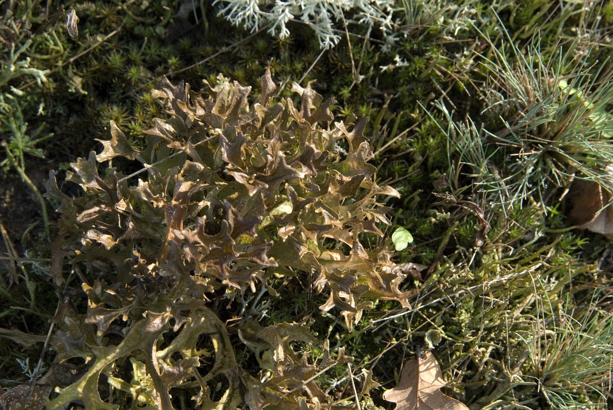 Cetraria islandica, Iceland Moss