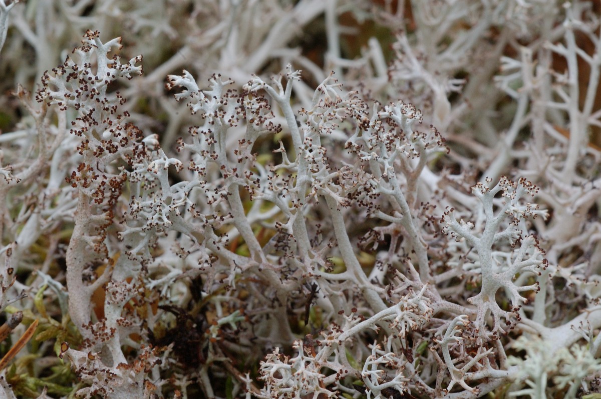 Cladonia rangiferina, Reindeer lichen