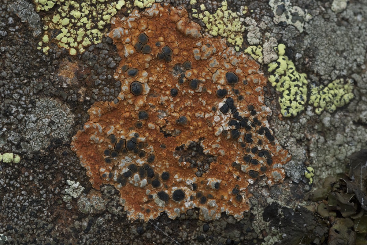 Lecidea lithophyla
