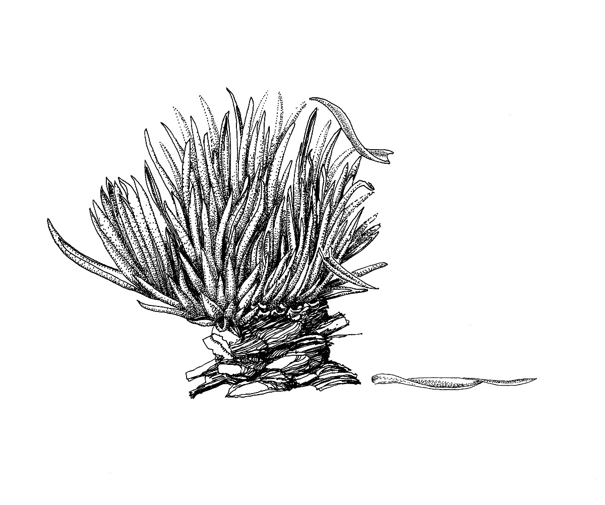 Leucobryum glaucum, Leucobryum Moss