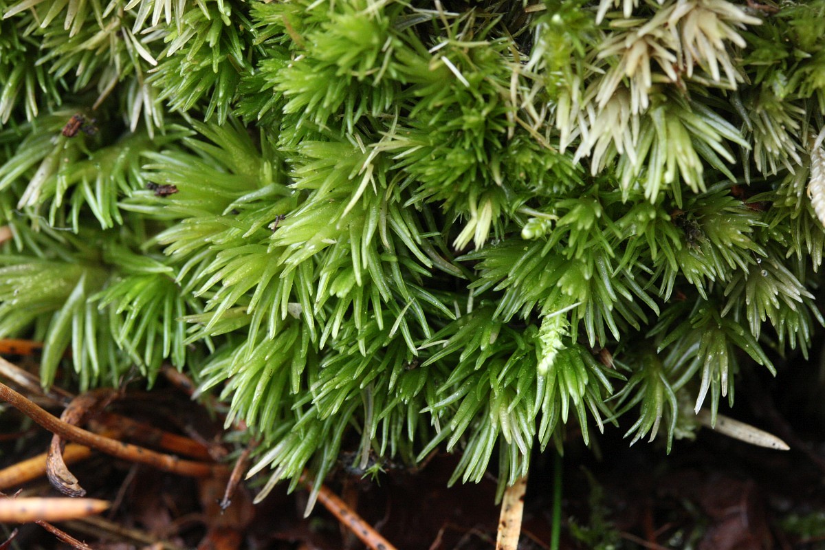 Leucobryum glaucum, Leucobryum Moss
