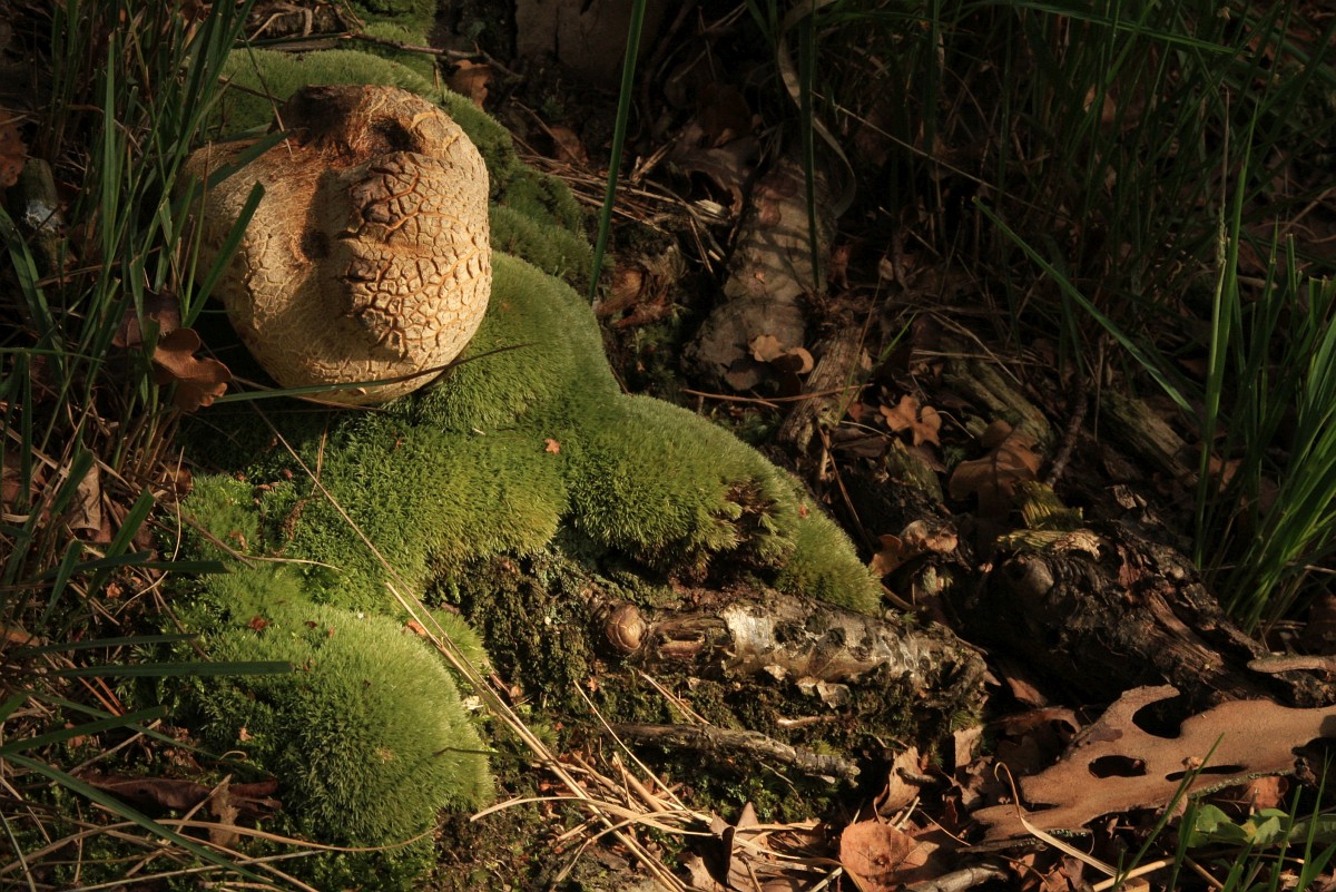 Leucobryum glaucum, Leucobryum Moss